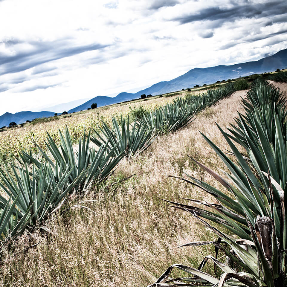 Ilegal Mezcal : The Whisky Exchange