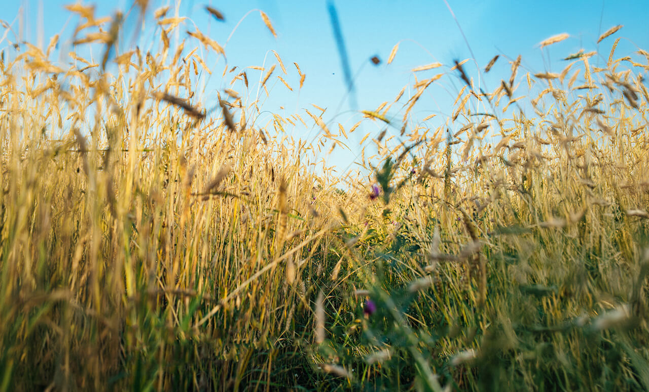 Fielden Rye Whisky : The Whisky Exchange